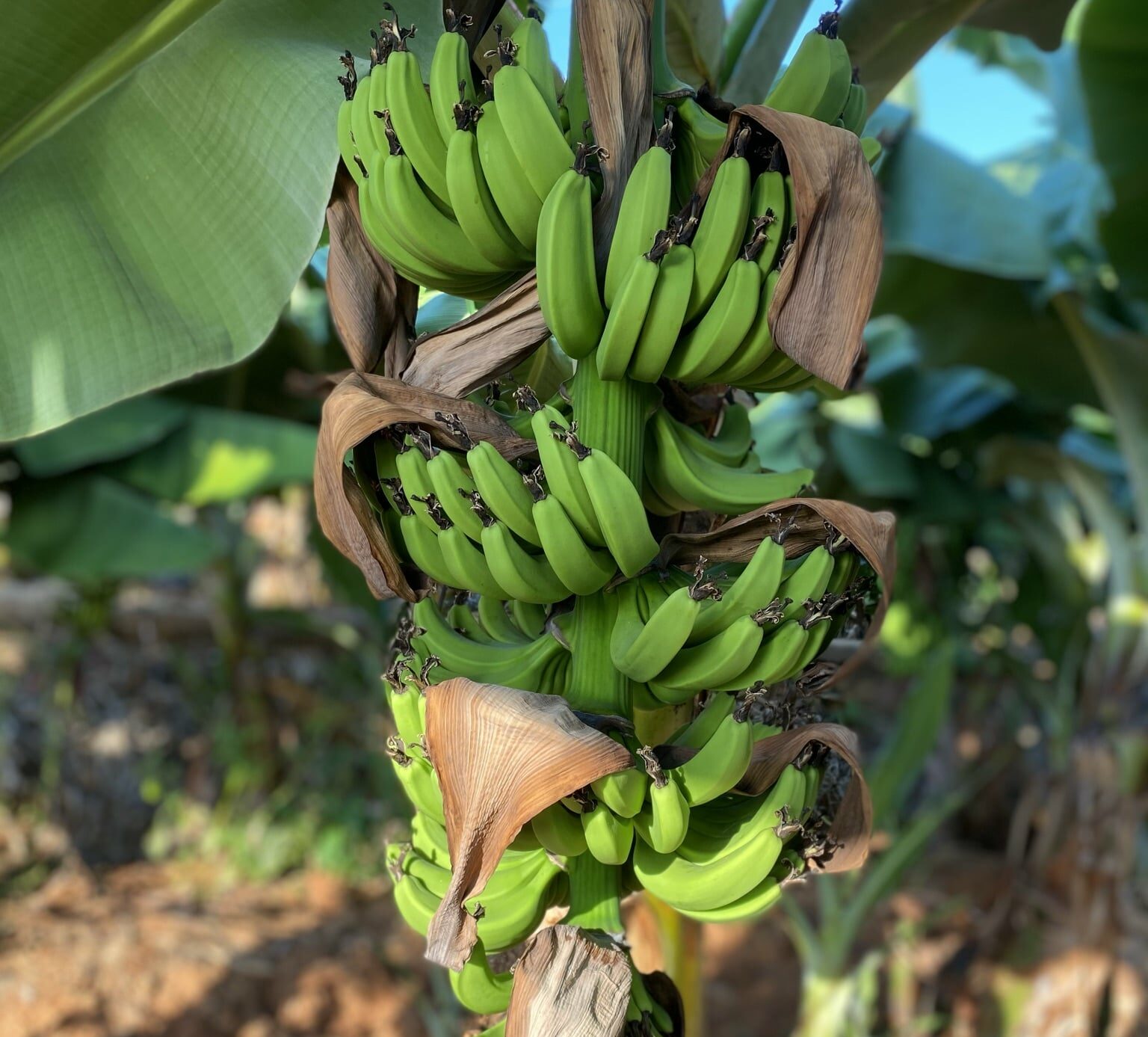 Alanya Muzu (yeşil) 1 Kg – Tropikal Türkiye